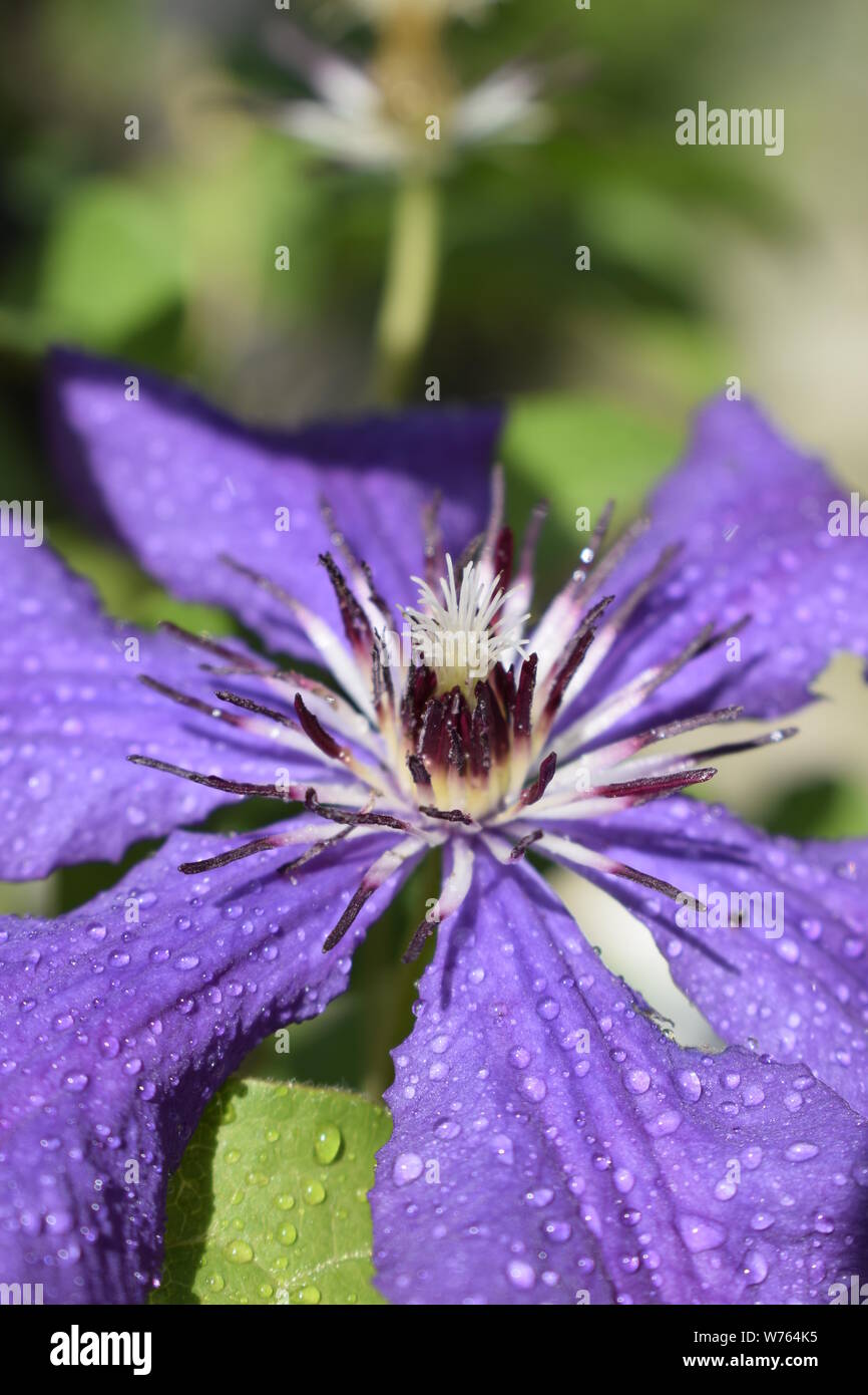 Clematis flower after the rain with water droplets on the flower petals ...
