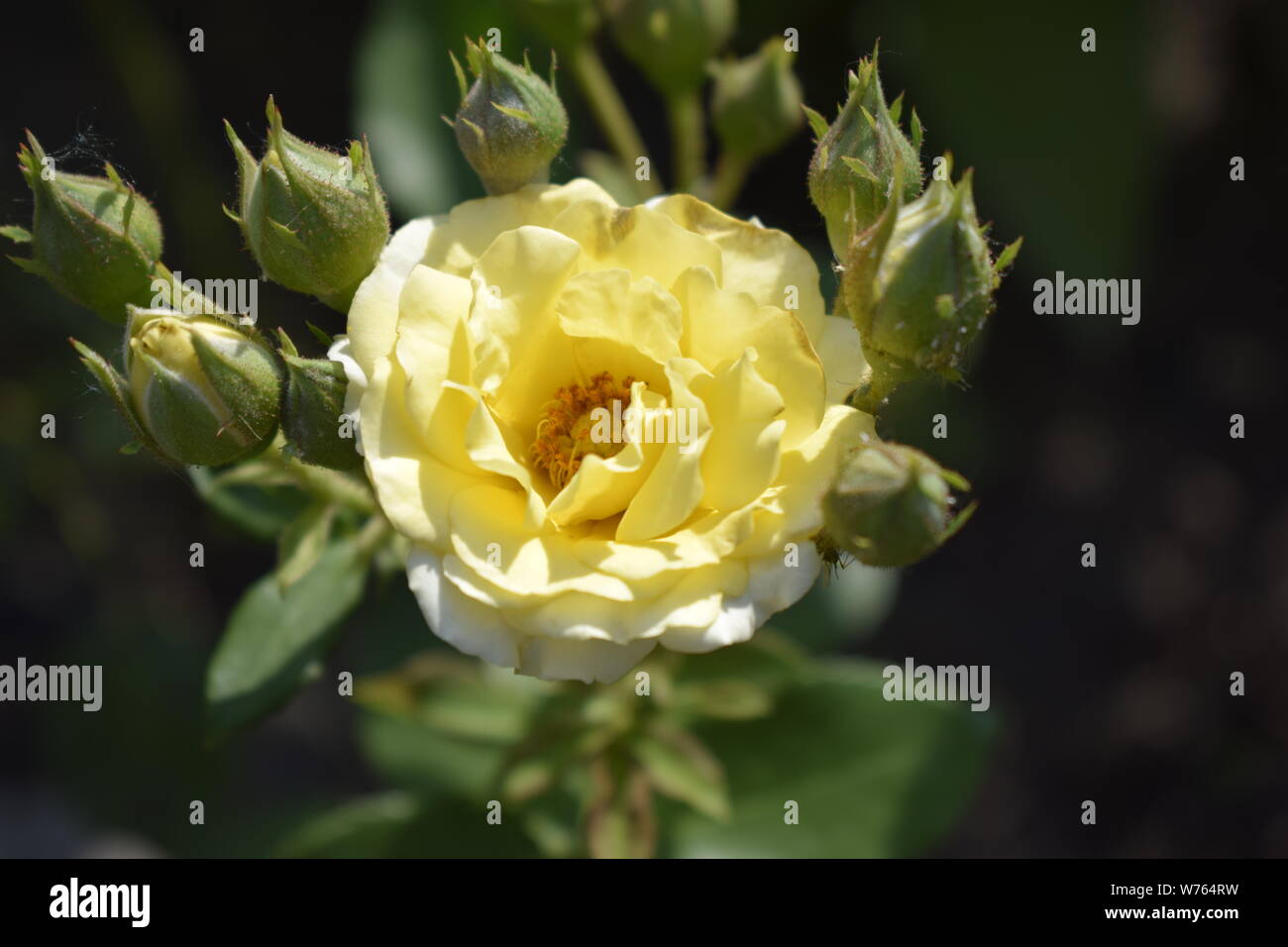 Buds of a yellow rose on a bush. Blooming roses in the garden. Yellow ...