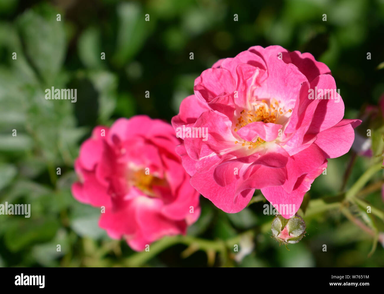 Pink Rose Garden. A bush of flowering pink roses. Natural background ...