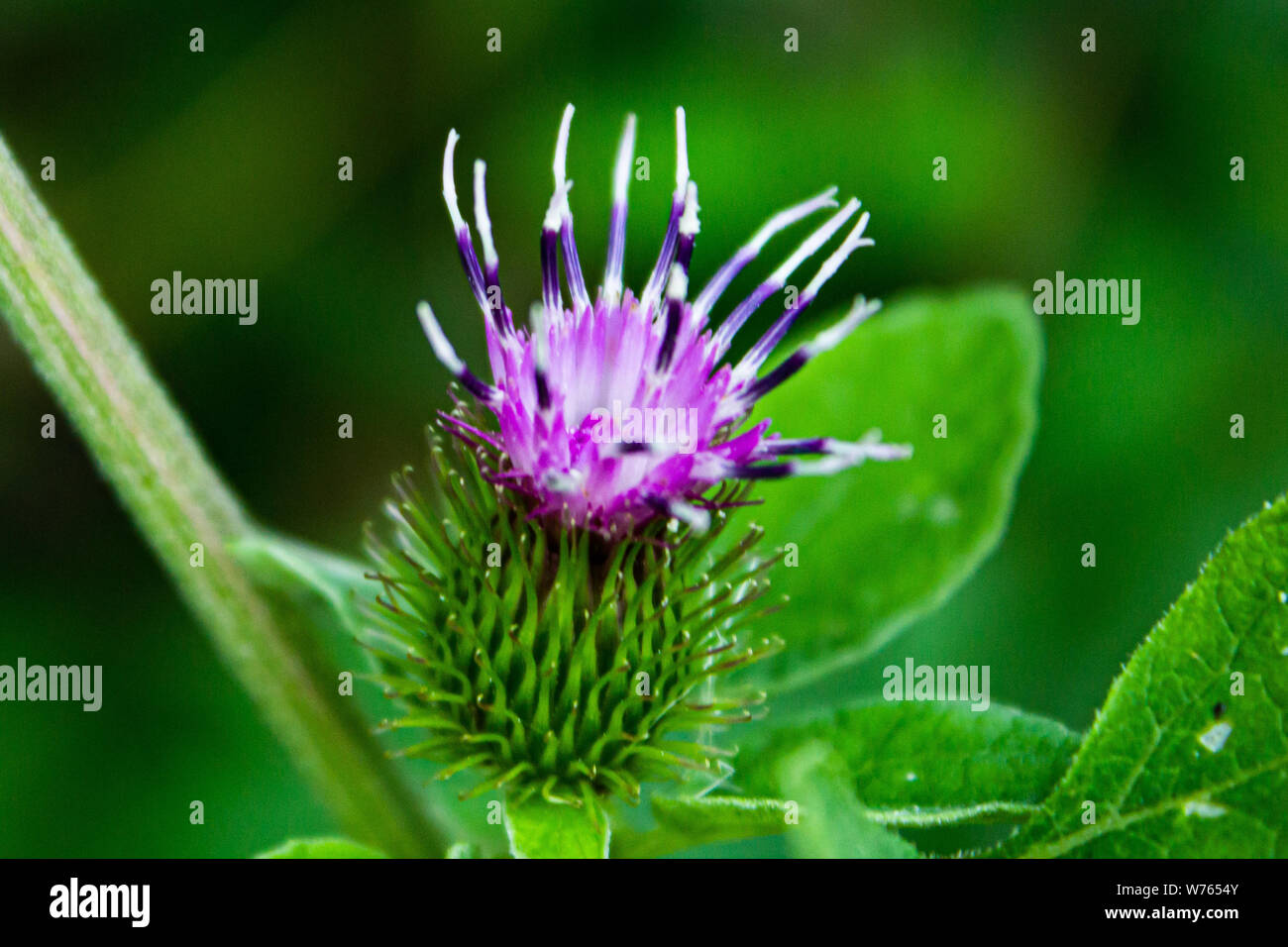 Macro Photograph of a Thistle Plant Stock Photo - Alamy