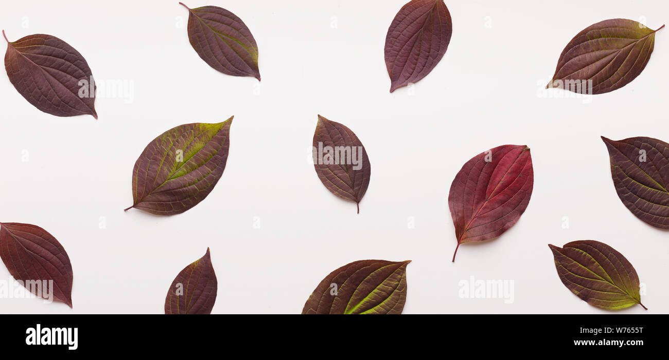 Autumn leaves over dark hi-res stock photography and images - Alamy