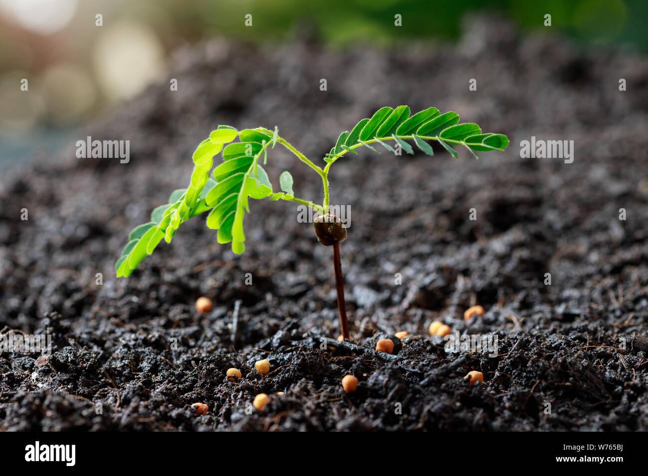 Close up Young plant (tamarind tree) growing in fertile soil Stock ...