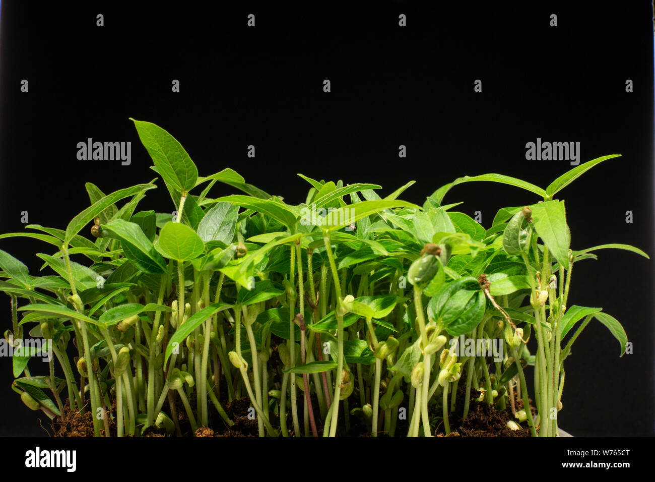 Legume shoots. Mung beans sprouting Stock Photo - Alamy
