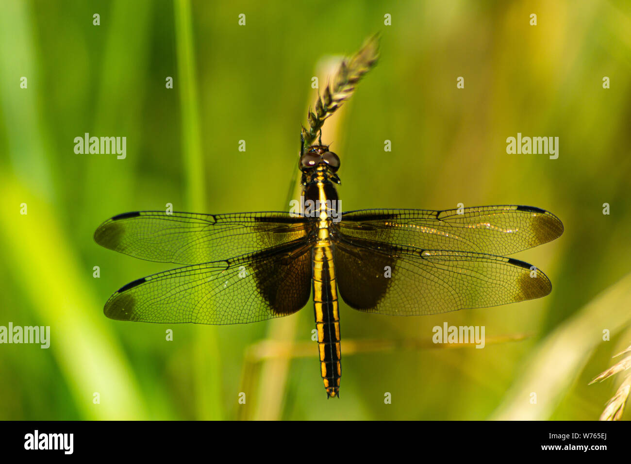 Natural world dragonflies hi-res stock photography and images - Alamy