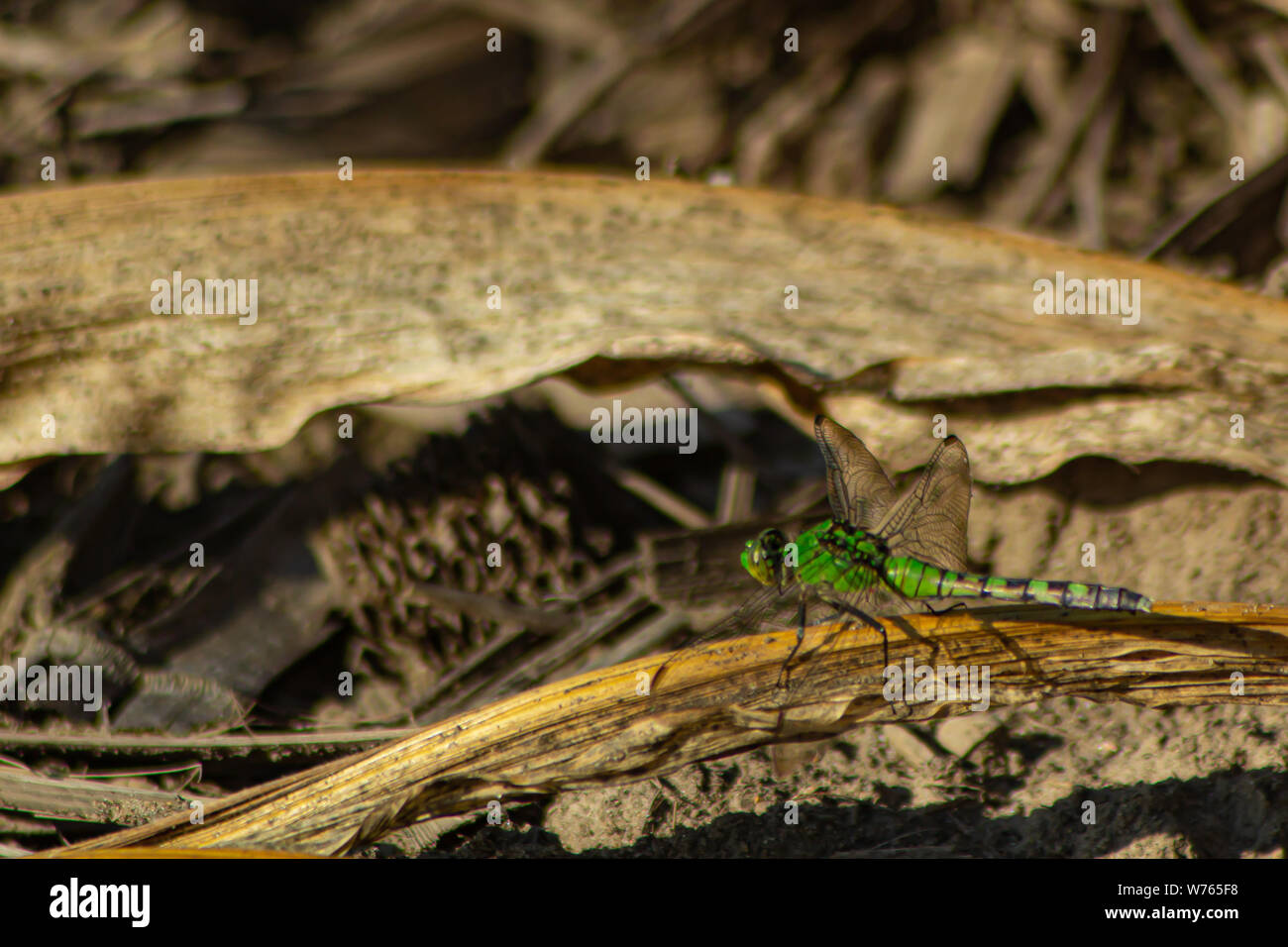 Dragonflies are flying insects hi-res stock photography and images - Alamy