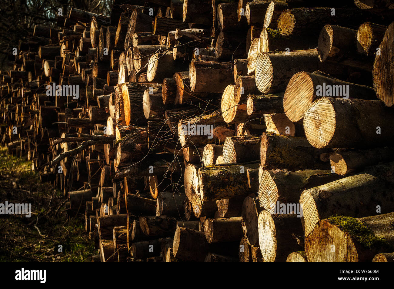 Log Pile in Oversley Woods Stock Photo - Alamy