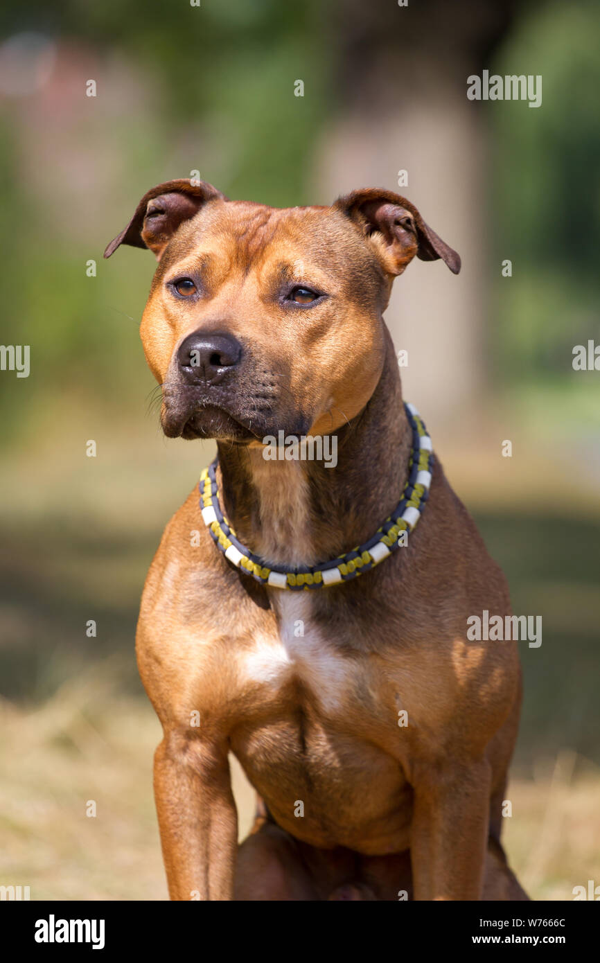 Brown pit bull hi-res stock photography and images - Alamy