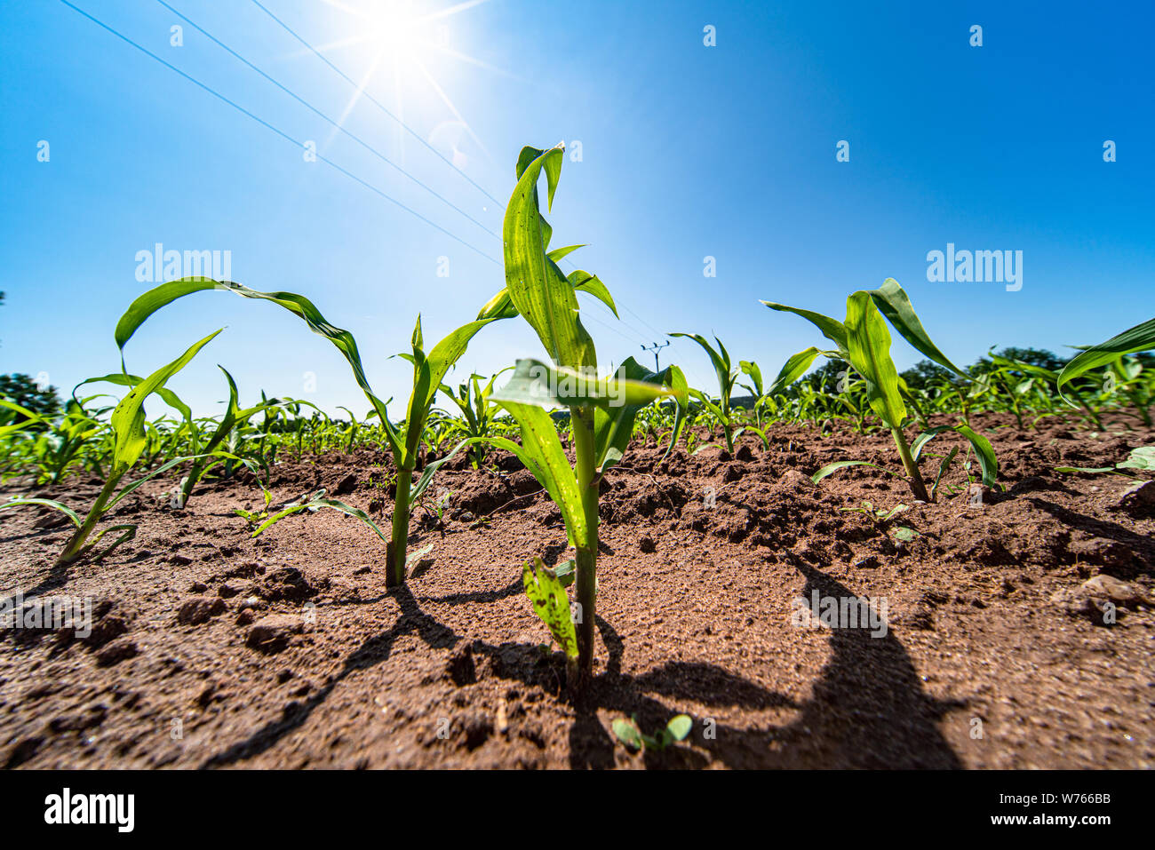 Agricultural field with corn seedlings Stock Photo - Alamy