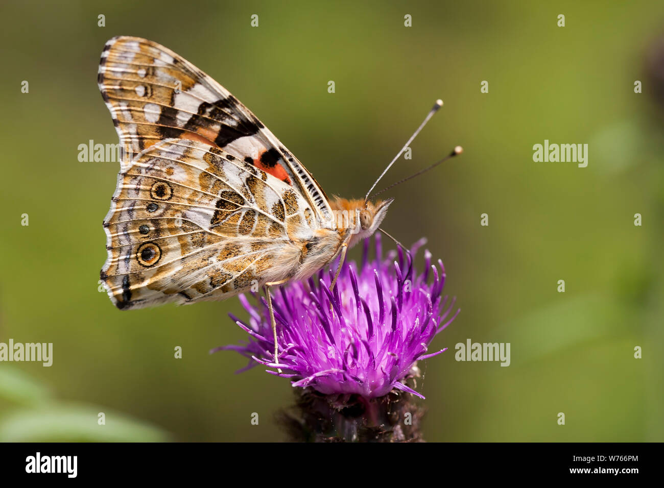 Butterfly migration hi-res stock photography and images - Alamy