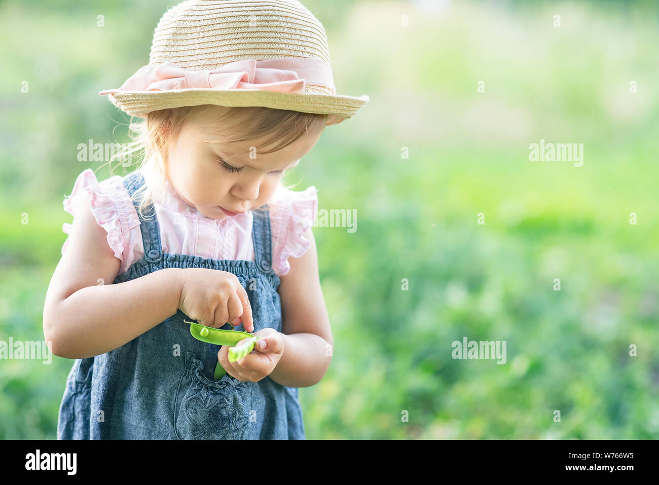 Portrait of child girl eating pea pod outdoors. Girl harvesting peas in ...