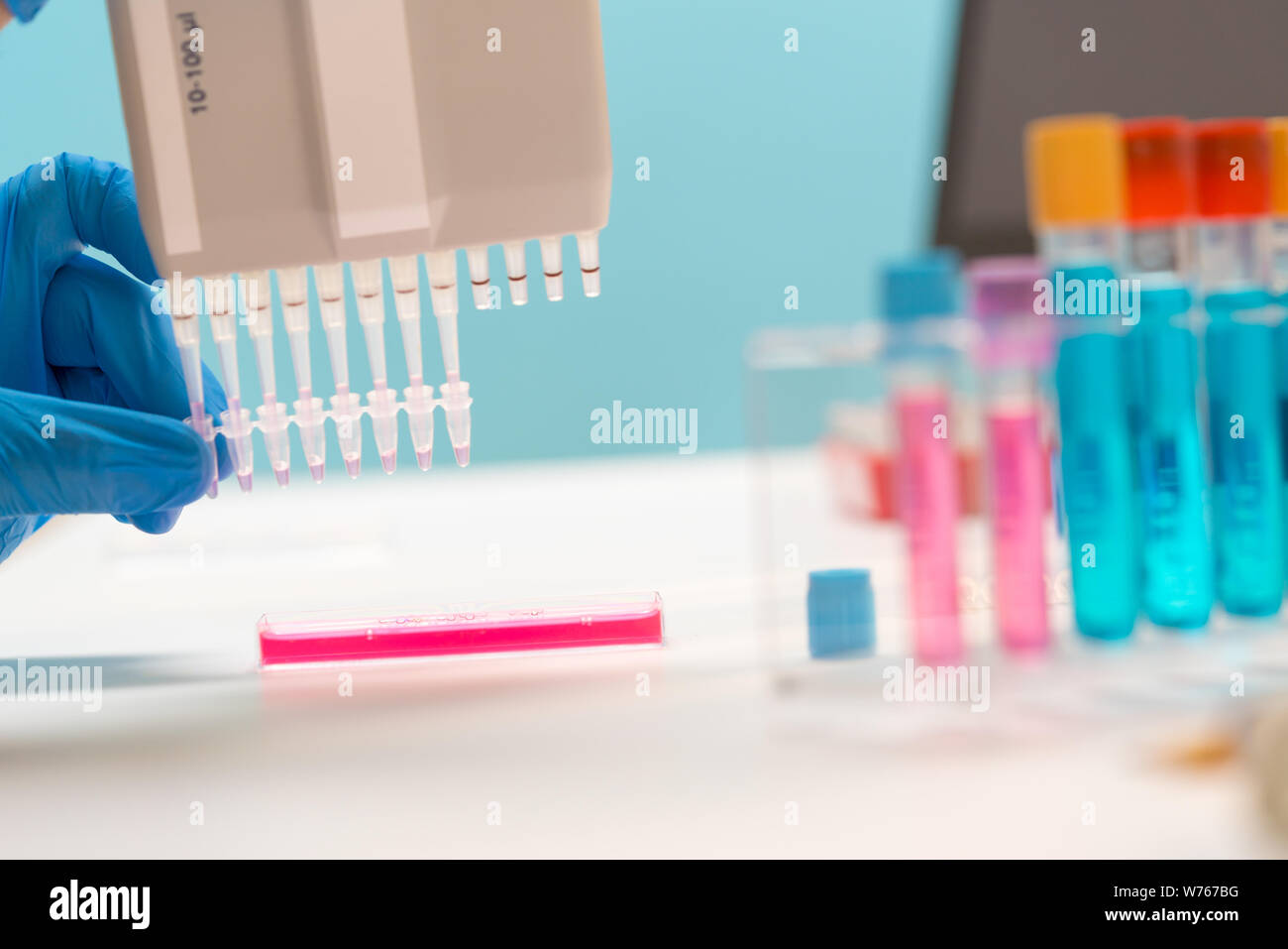 Laboratory of genetic research. PCR plates and multichannel pipettes ...