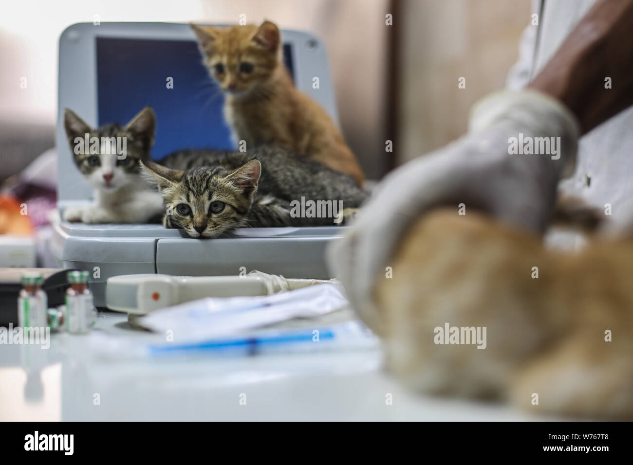 04 August 2019, Syria, Aleppo: Cats are pictured during a check up at ...