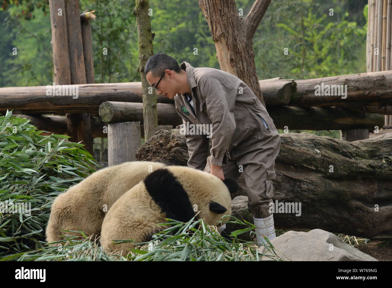 A keeper takes care of giant pandas at a base of China Conservation and ...