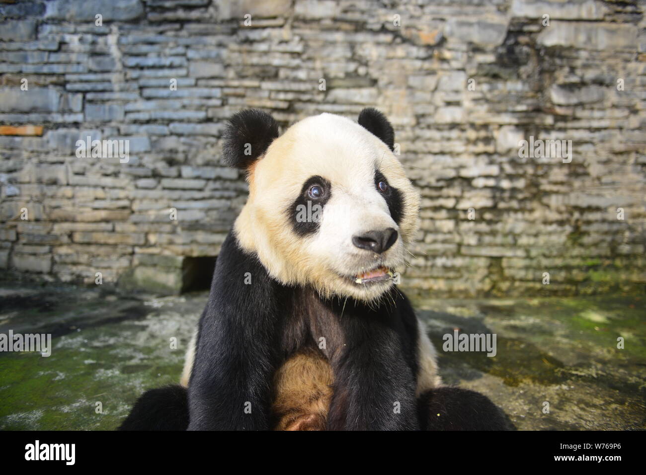 --FILE--The male giant panda Peng Peng, who died at the age of 18, is ...