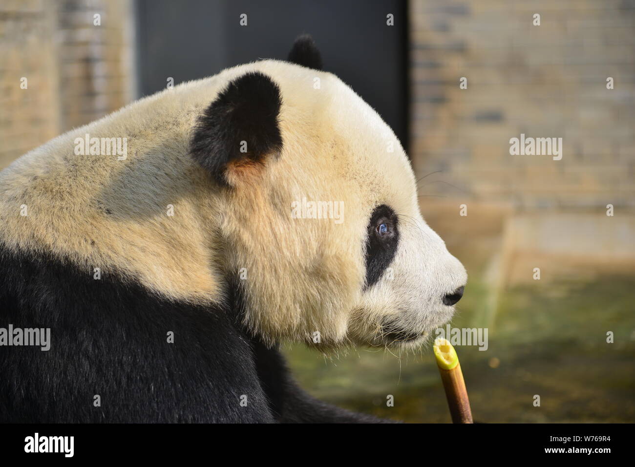 --FILE--The male giant panda Peng Peng, who died at the age of 18, eats ...