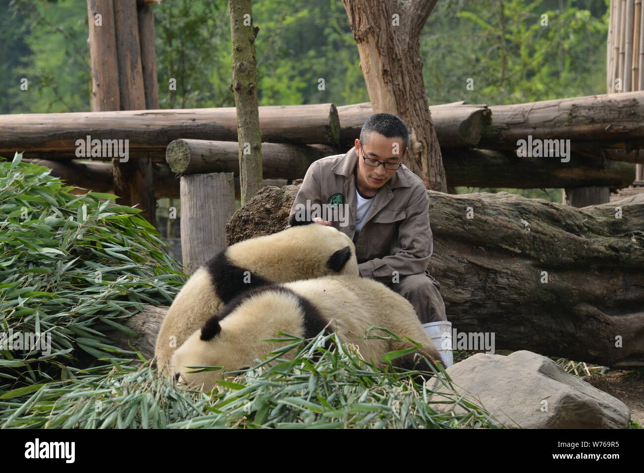 A keeper takes care of giant pandas at a base of China Conservation and ...