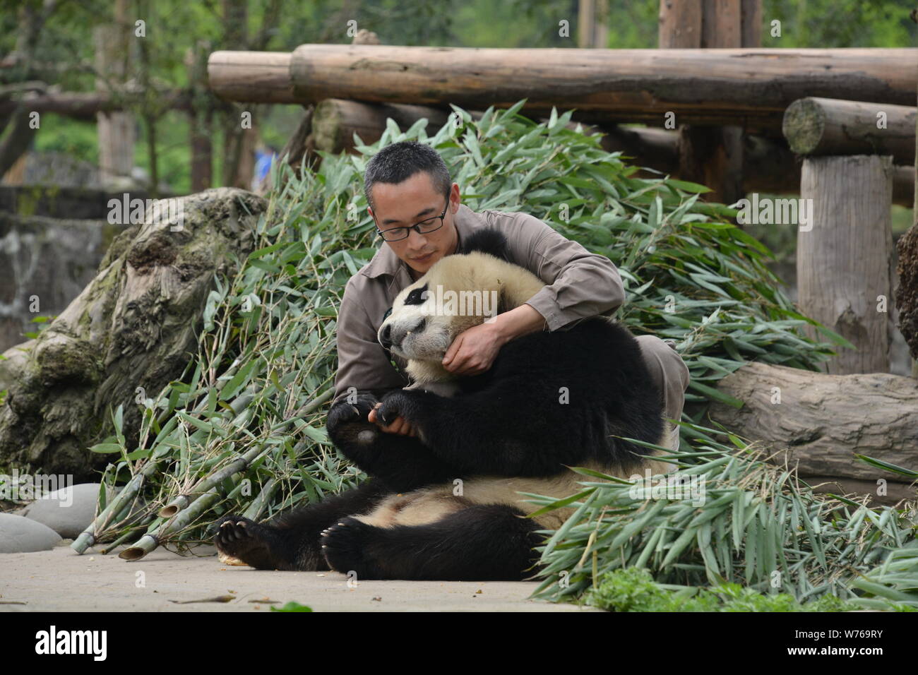 A giant panda snuggles up to a keeper at a base of China Conservation ...