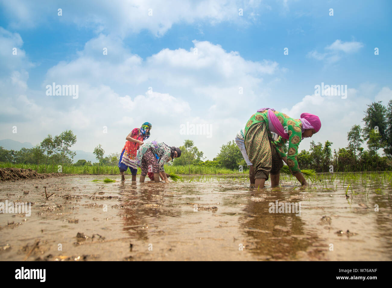 Group of Farmers Preparing to transplanting rice seedlings or young ...