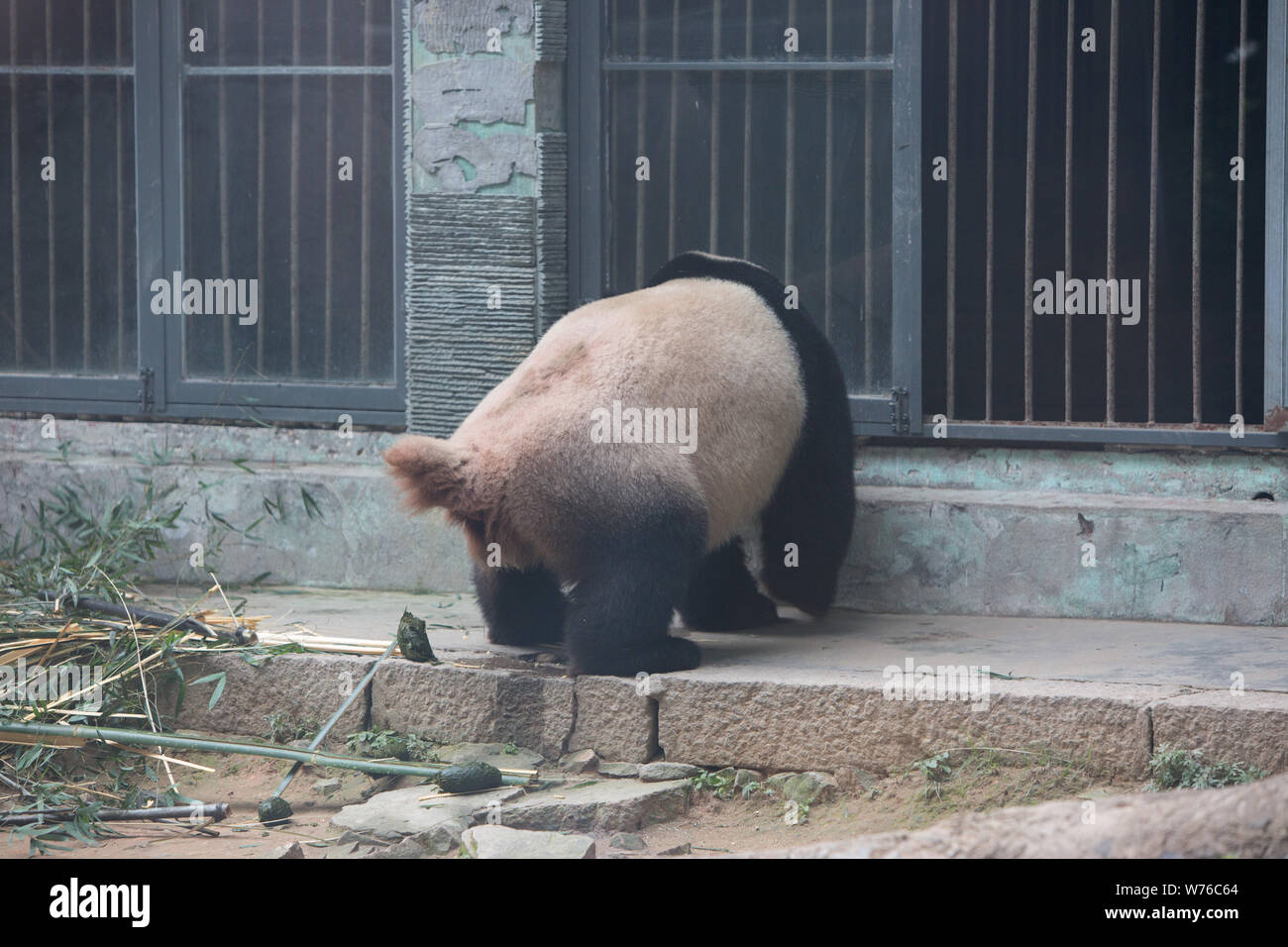 Poo paper hi-res stock photography and images - Alamy