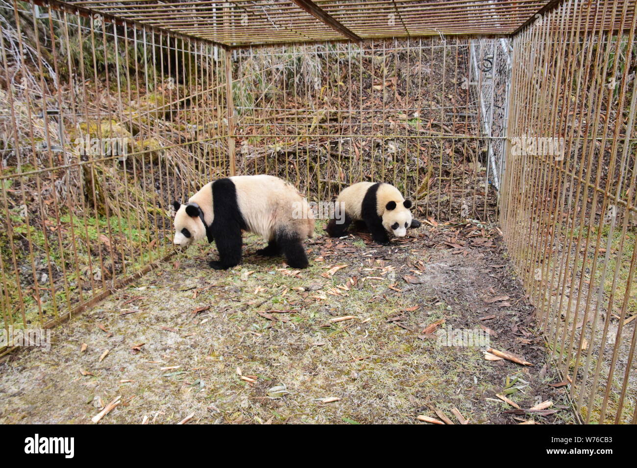 Giant panda cub Qinxin follows its mother Shuqin during a training ...