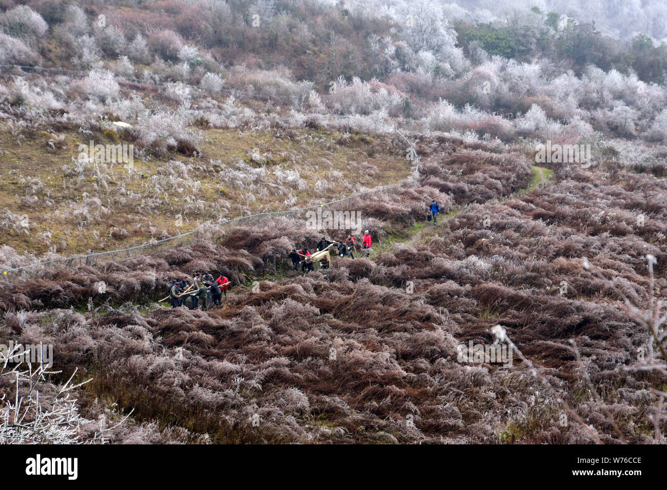 Chinese workers transport giant panda cub Qinxin and its mother Shuqin ...