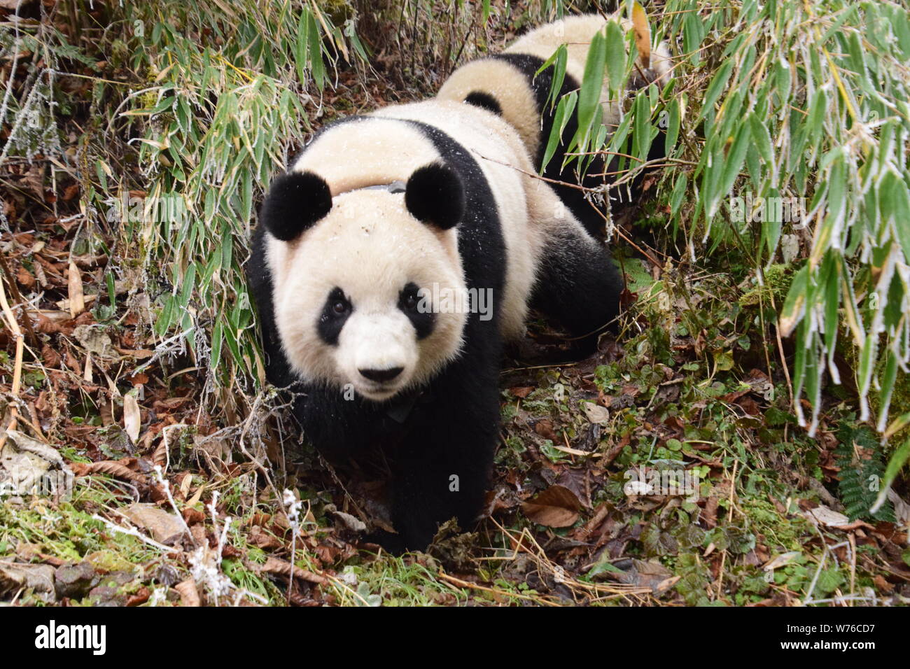Giant panda cub Qinxin follows its mother Shuqin during a training ...