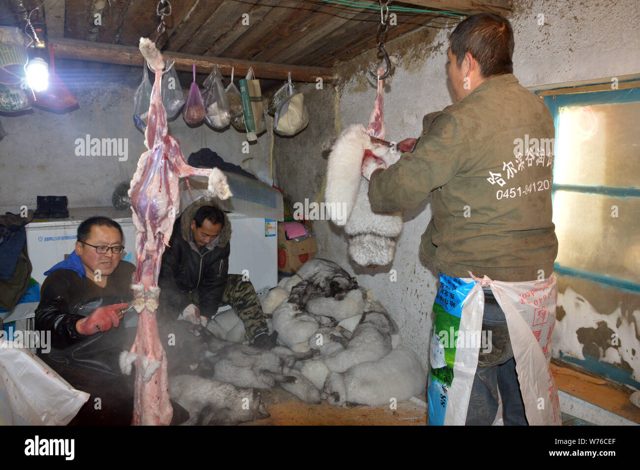 Skinning a fox hi-res stock photography and images - Alamy