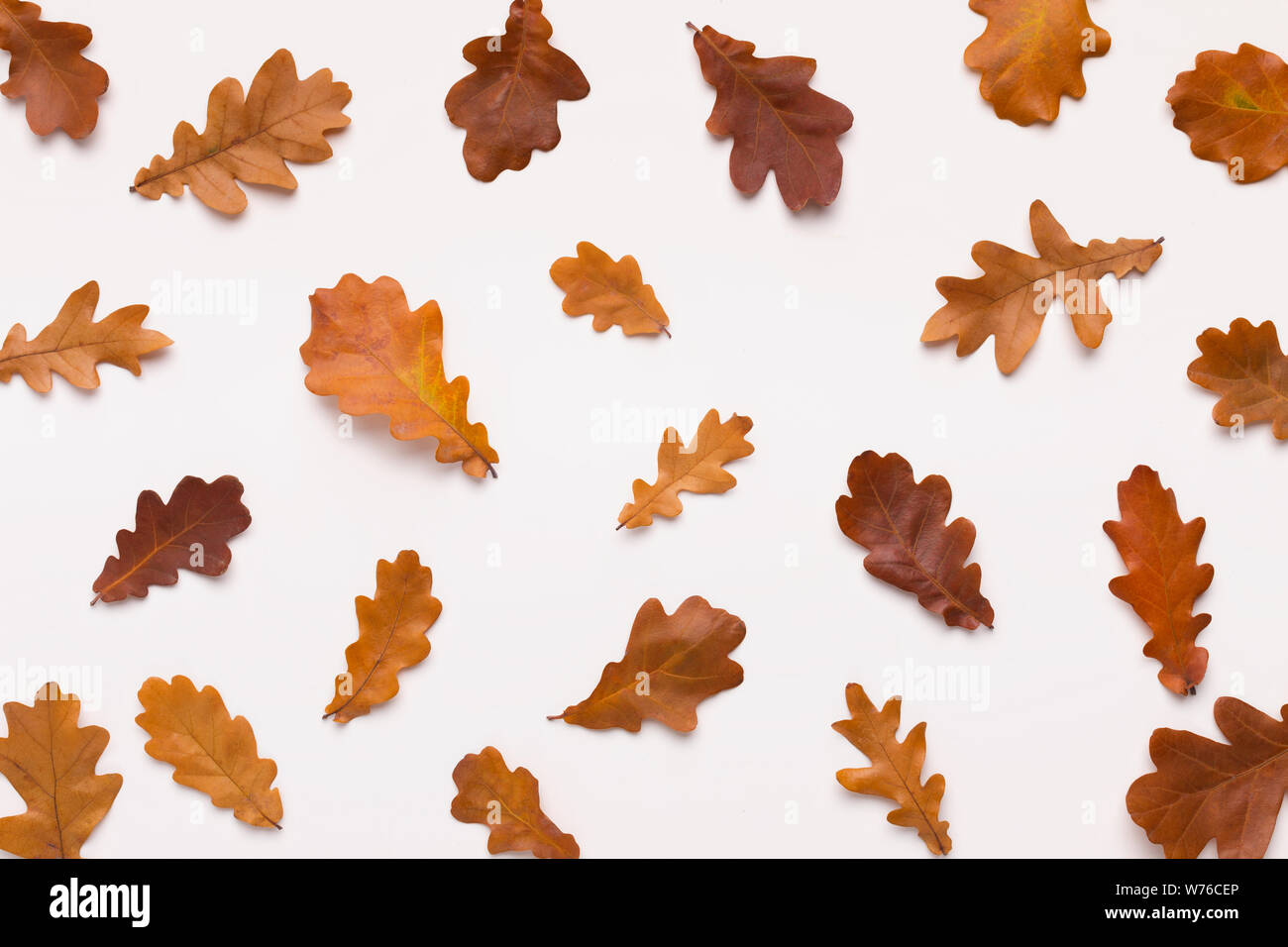 Different size acorn brown leaves falling over white background Stock ...