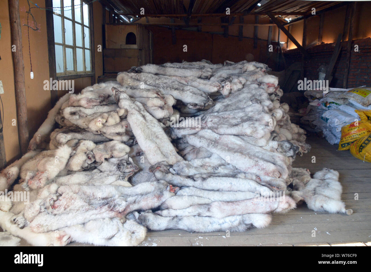 Arctic fox furs hi-res stock photography and images - Alamy