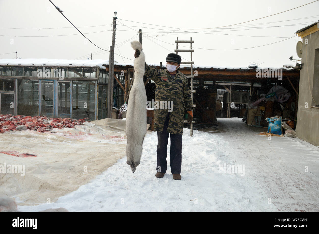 Fox fur farm hi-res stock photography and images - Alamy