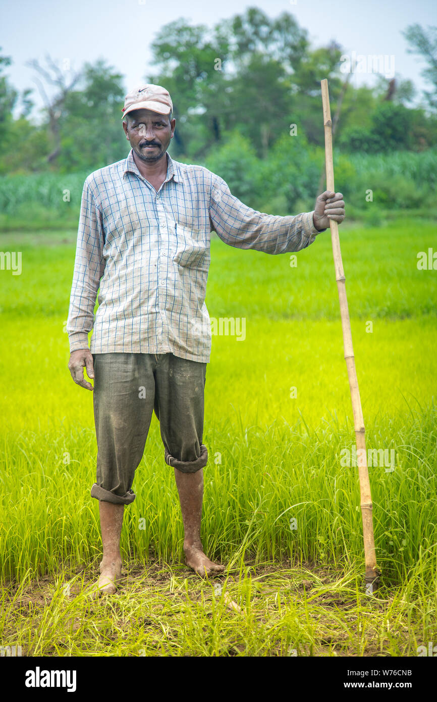 Indian Farmer in Paddy Field. A paddy field is a flooded parcel of ...