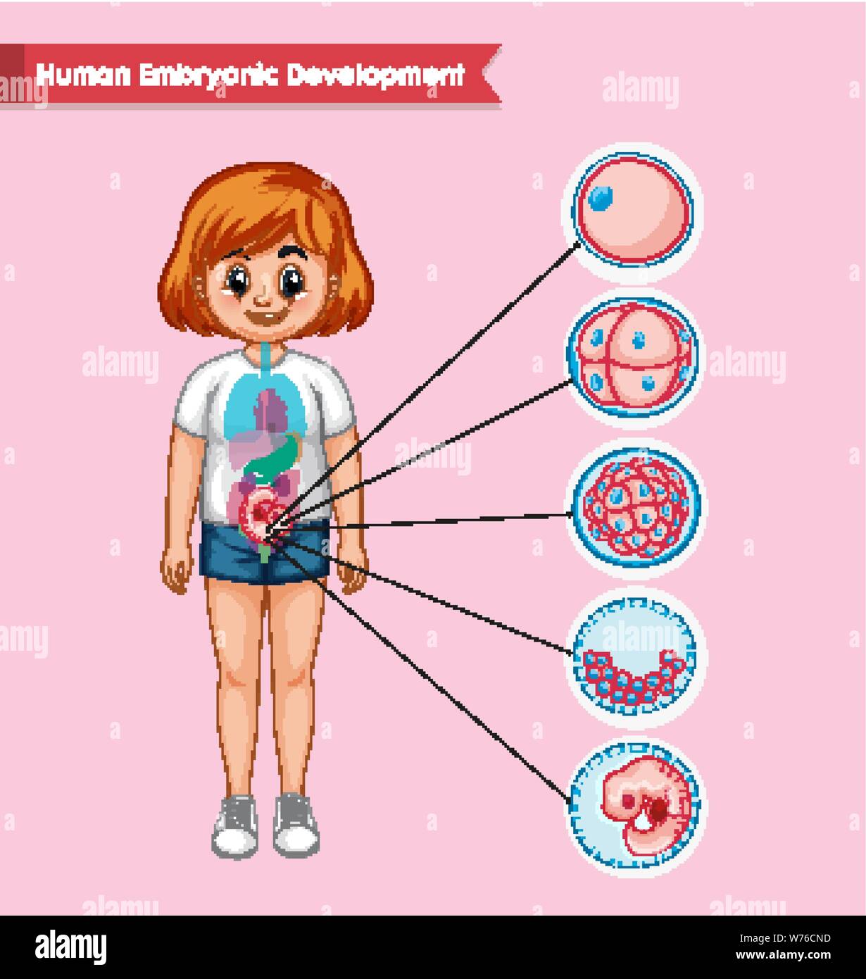 Scientific medical illustration of human embryonic development ...