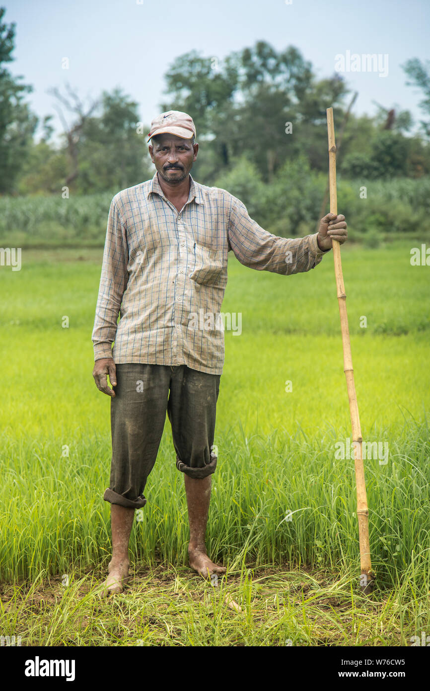 Indian Farmer in Paddy Field. A paddy field is a flooded parcel of ...