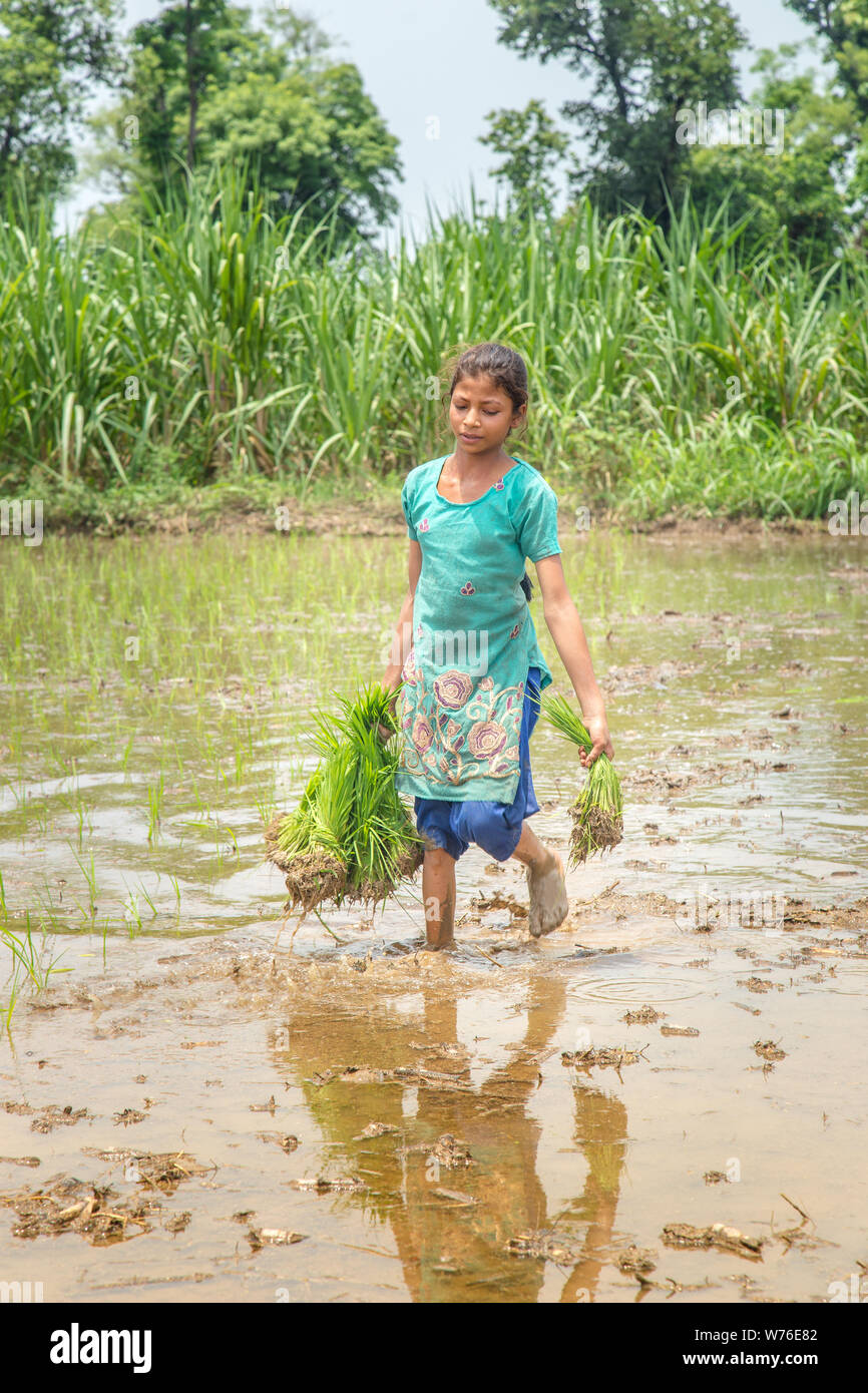 Young Indian girl farmer holds rice saplings as she walks ankle deep in ...
