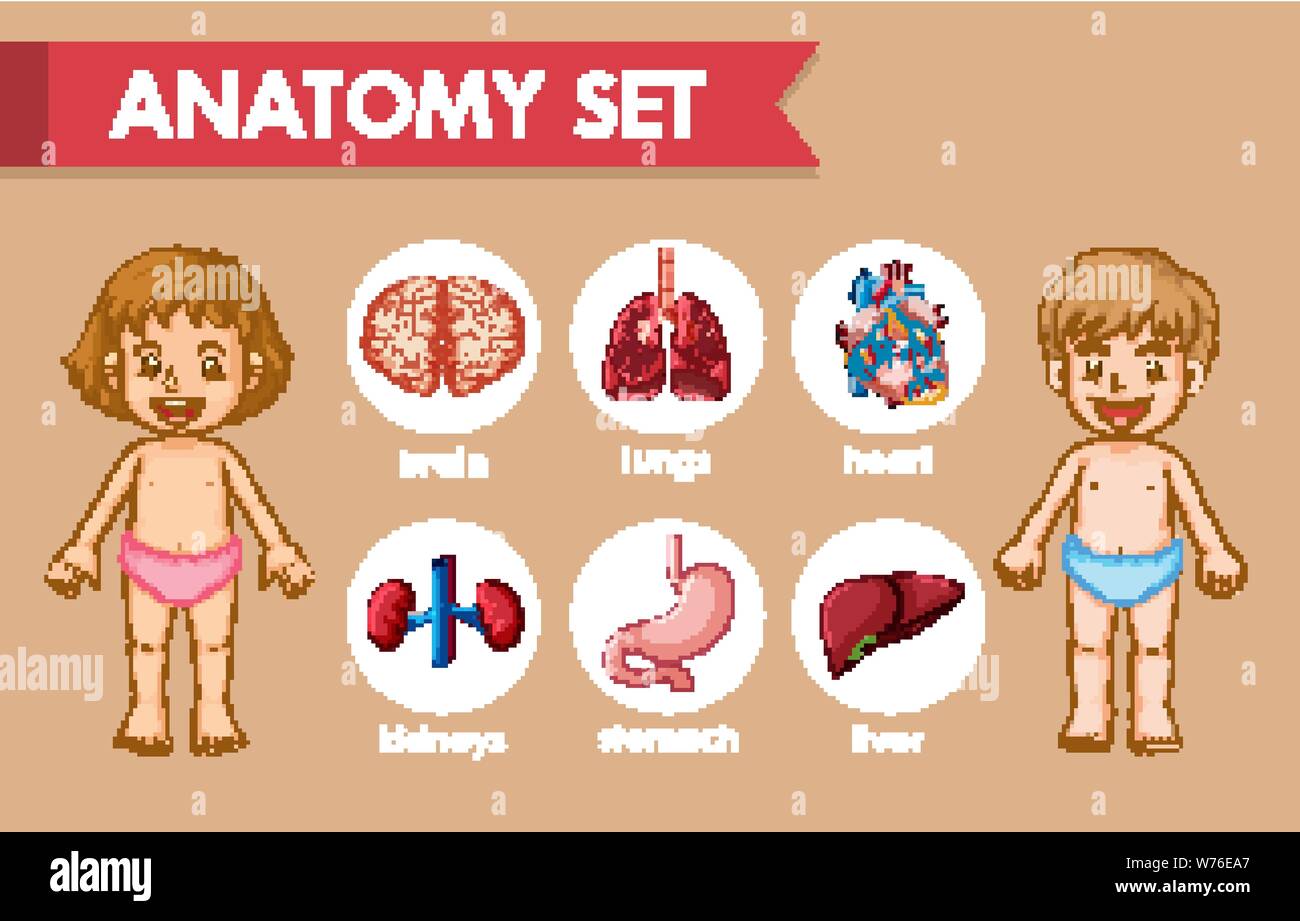 Scientific medical illustration of kids human anatomy illustration ...