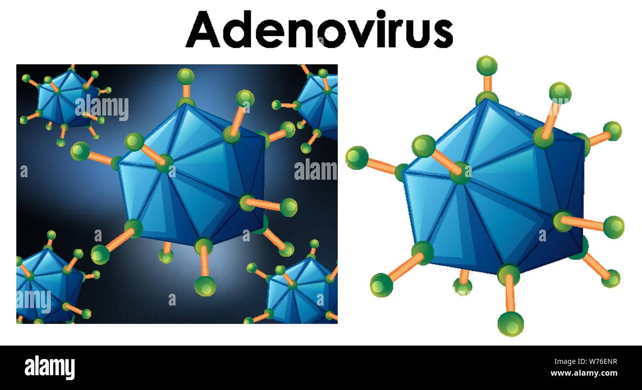 Close Up Isolated Object Of Virus Name Adenovirus Illustration Stock Vector Image And Art Alamy