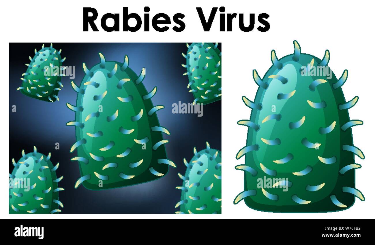 Rabies virus pathology Cut Out Stock Images & Pictures - Alamy