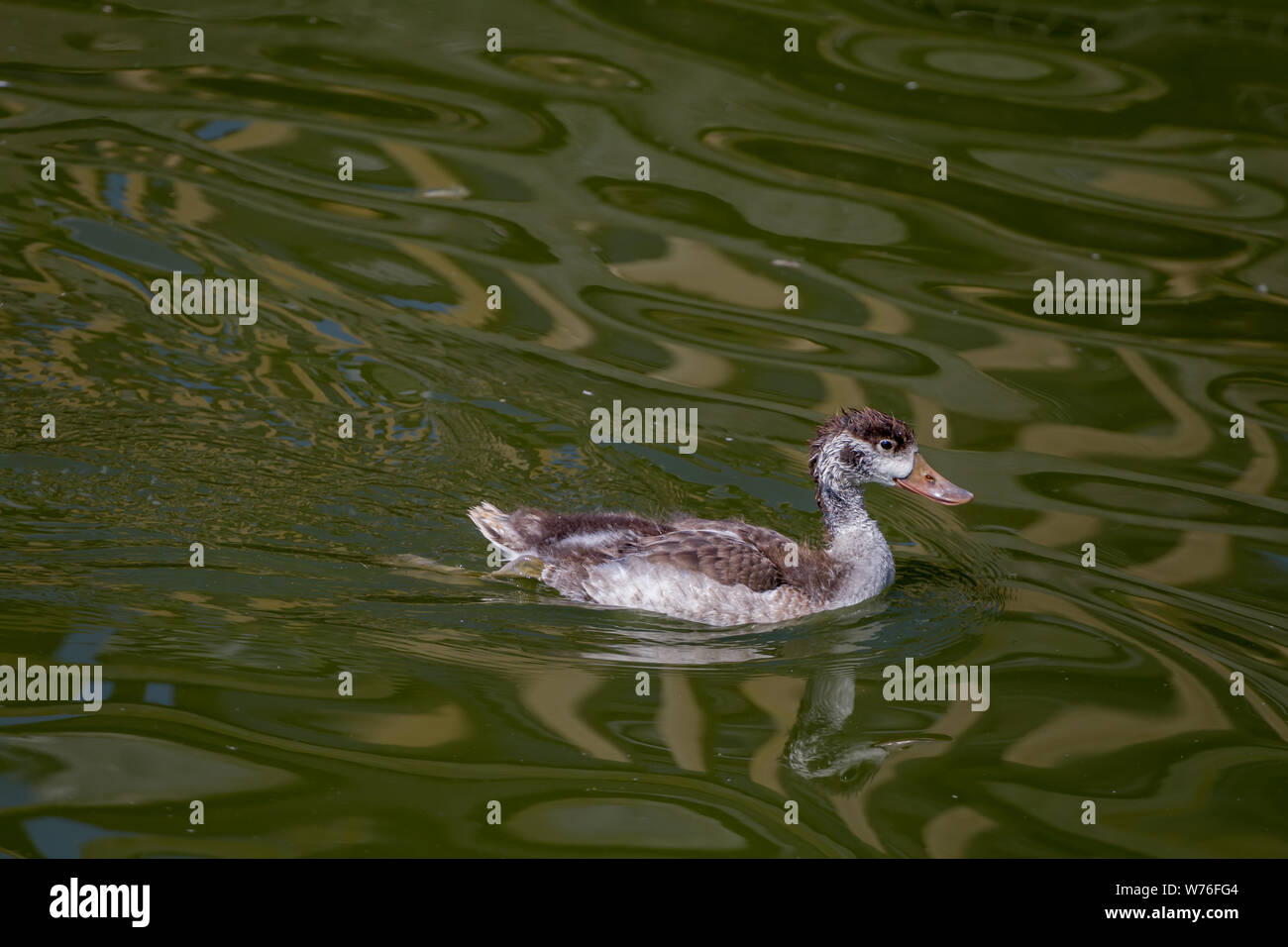 Common Shelduck chick at Slimbridge Stock Photo - Alamy