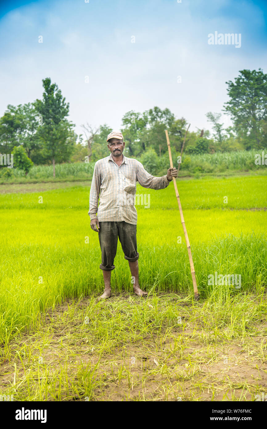 Indian Farmer in Paddy Field. A paddy field is a flooded parcel of ...