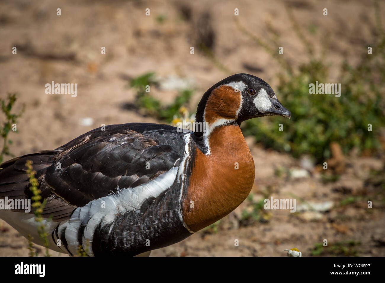 Black red goose hi-res stock photography and images - Alamy