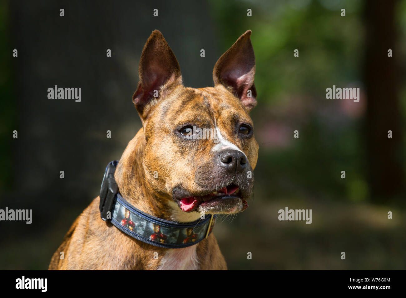 Brindle bull terrier hi-res stock photography and images - Alamy