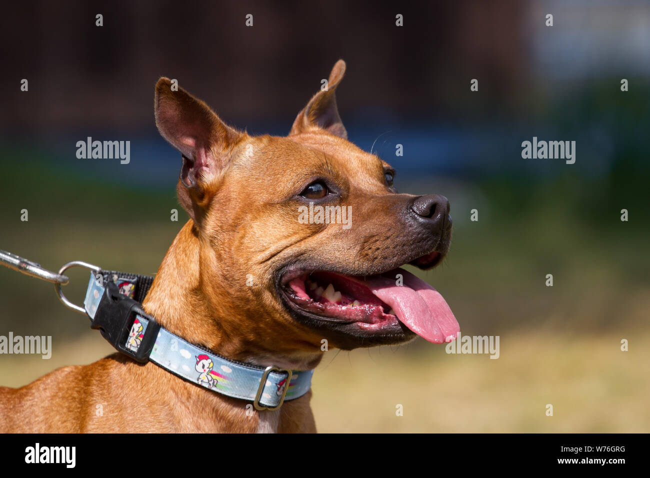 Brown Staffordshire Bull Terrier Stock Photo - Alamy