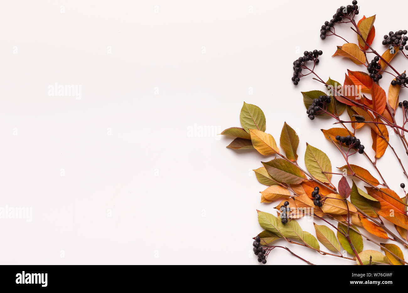 Autumn Herbarium of elder branch on white background Stock Photo - Alamy