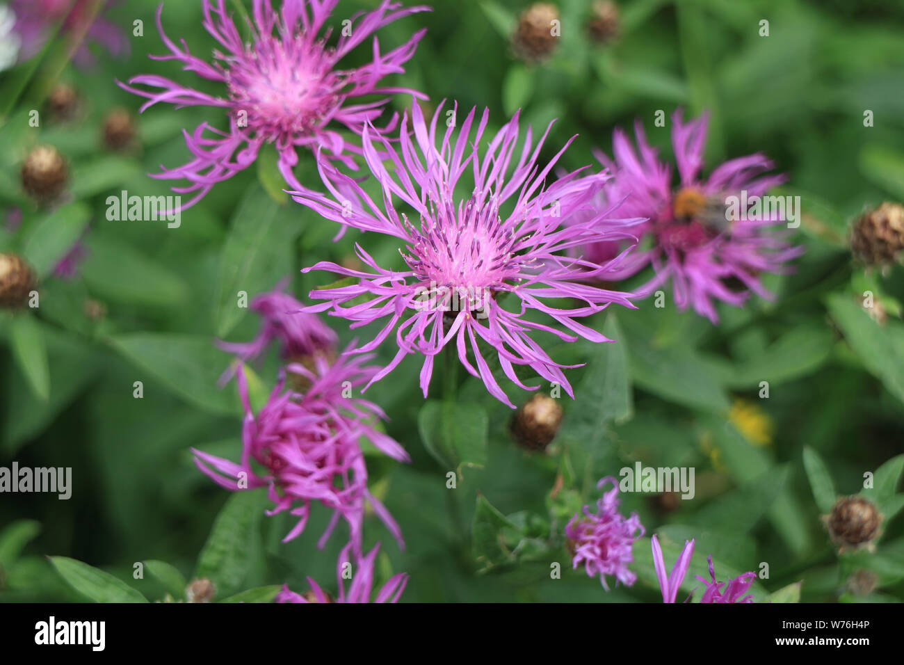 Wild flowers Common knapweed close to Stock Photo - Alamy