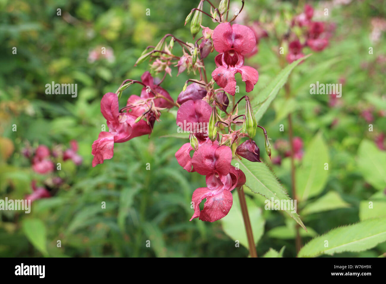 Wild himalayan balsam flowers hi-res stock photography and images - Alamy
