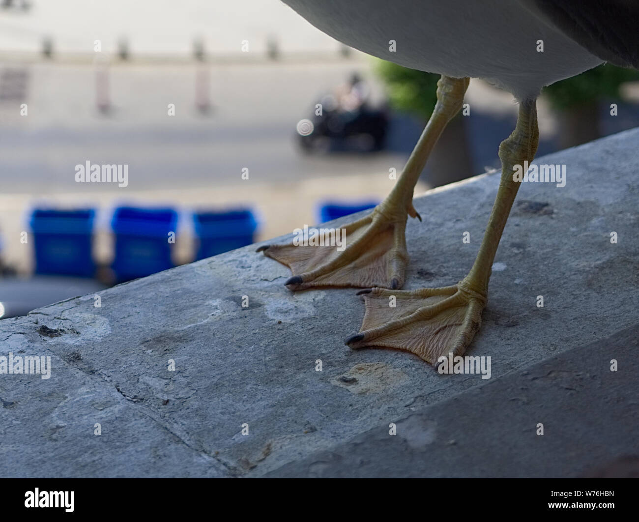 Larus marinus legs detail Stock Photo - Alamy