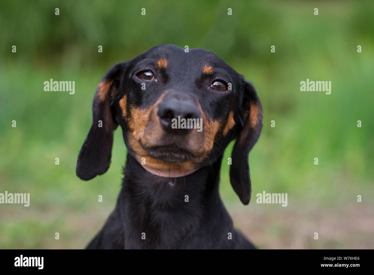 Dachshund, head portrait Stock Photo - Alamy