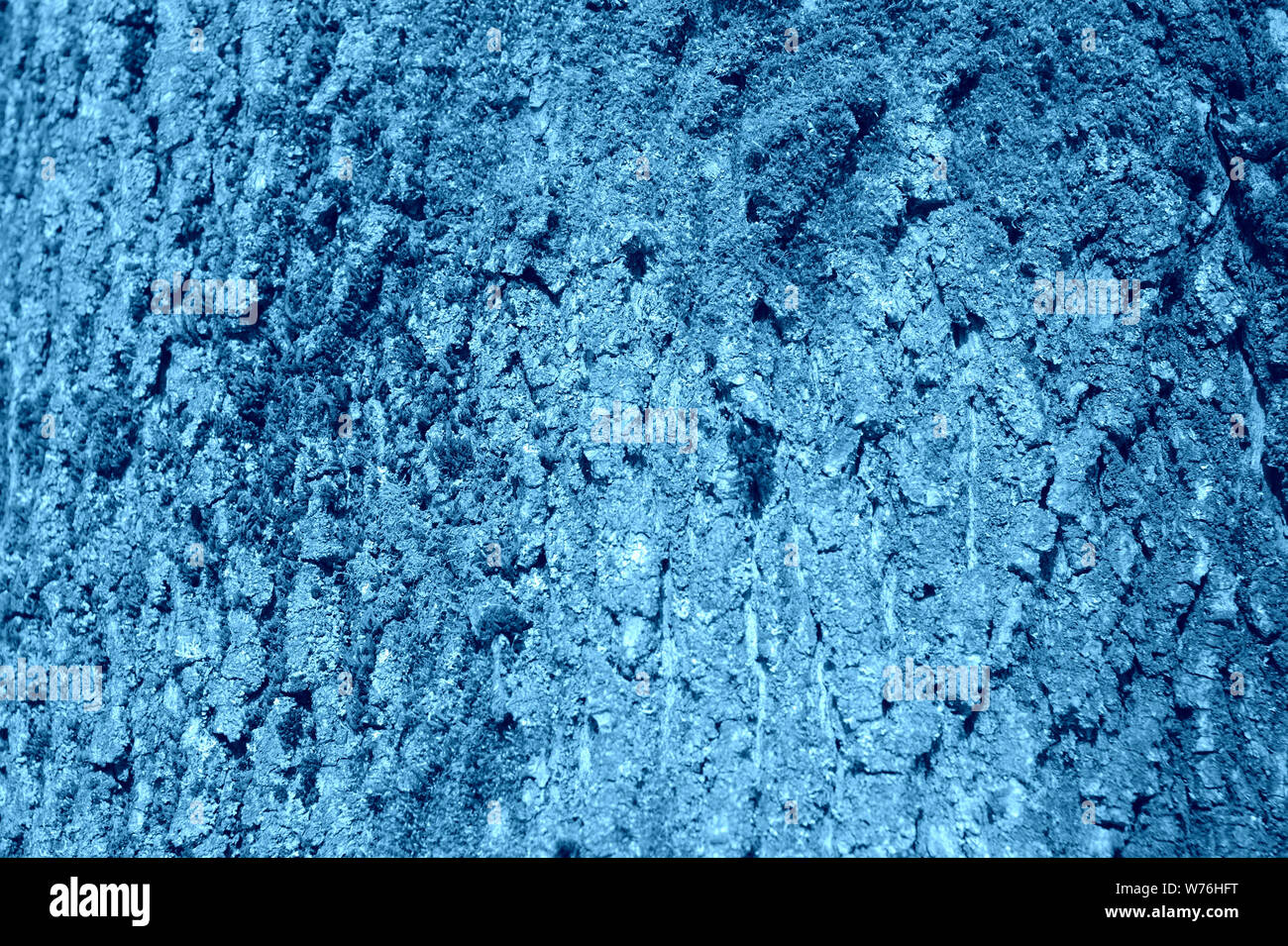 The bark of an old tree covered with a moss close up. Natural abstract ...