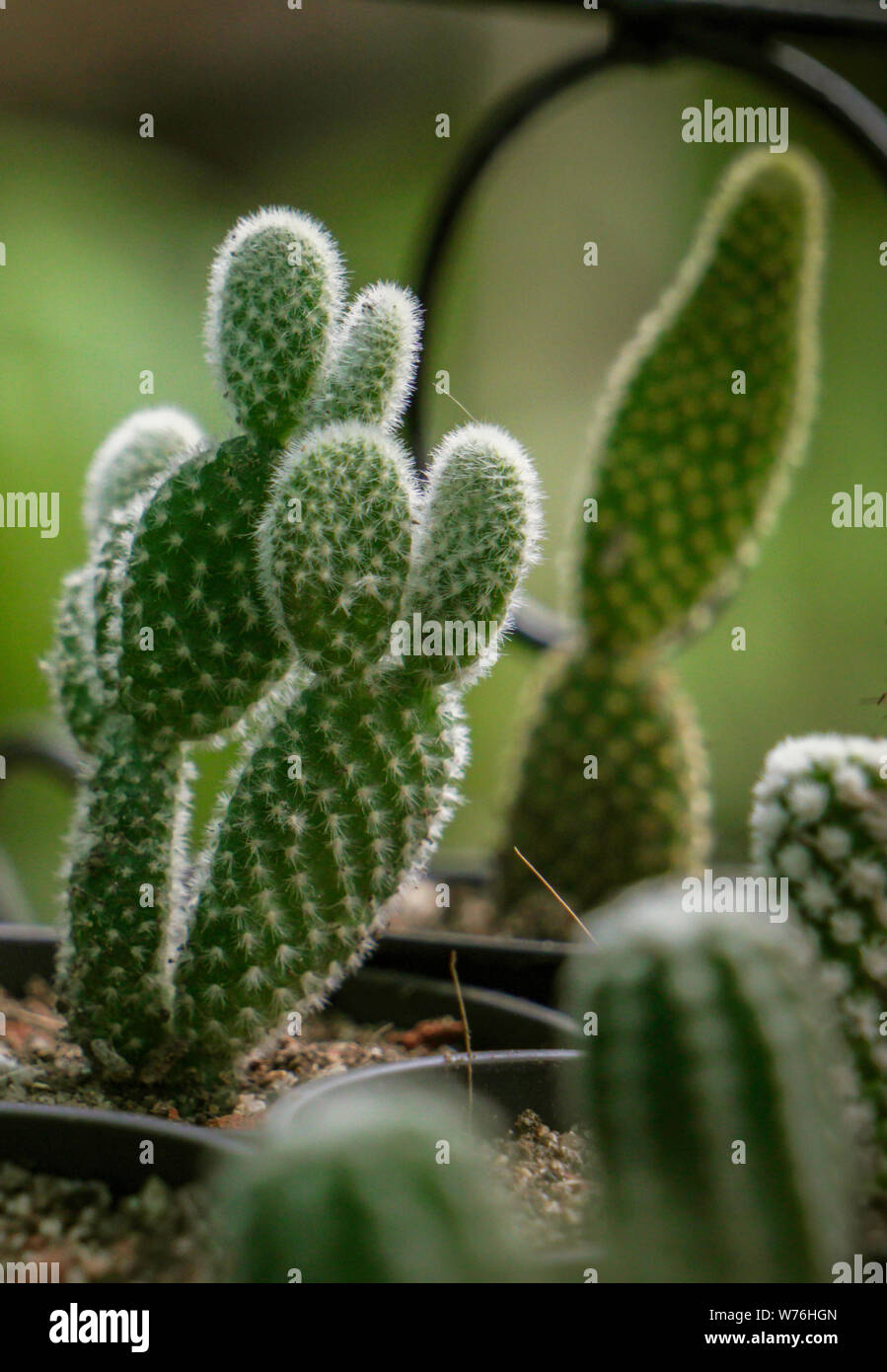 Beautiful cactus growing in the garden Stock Photo - Alamy