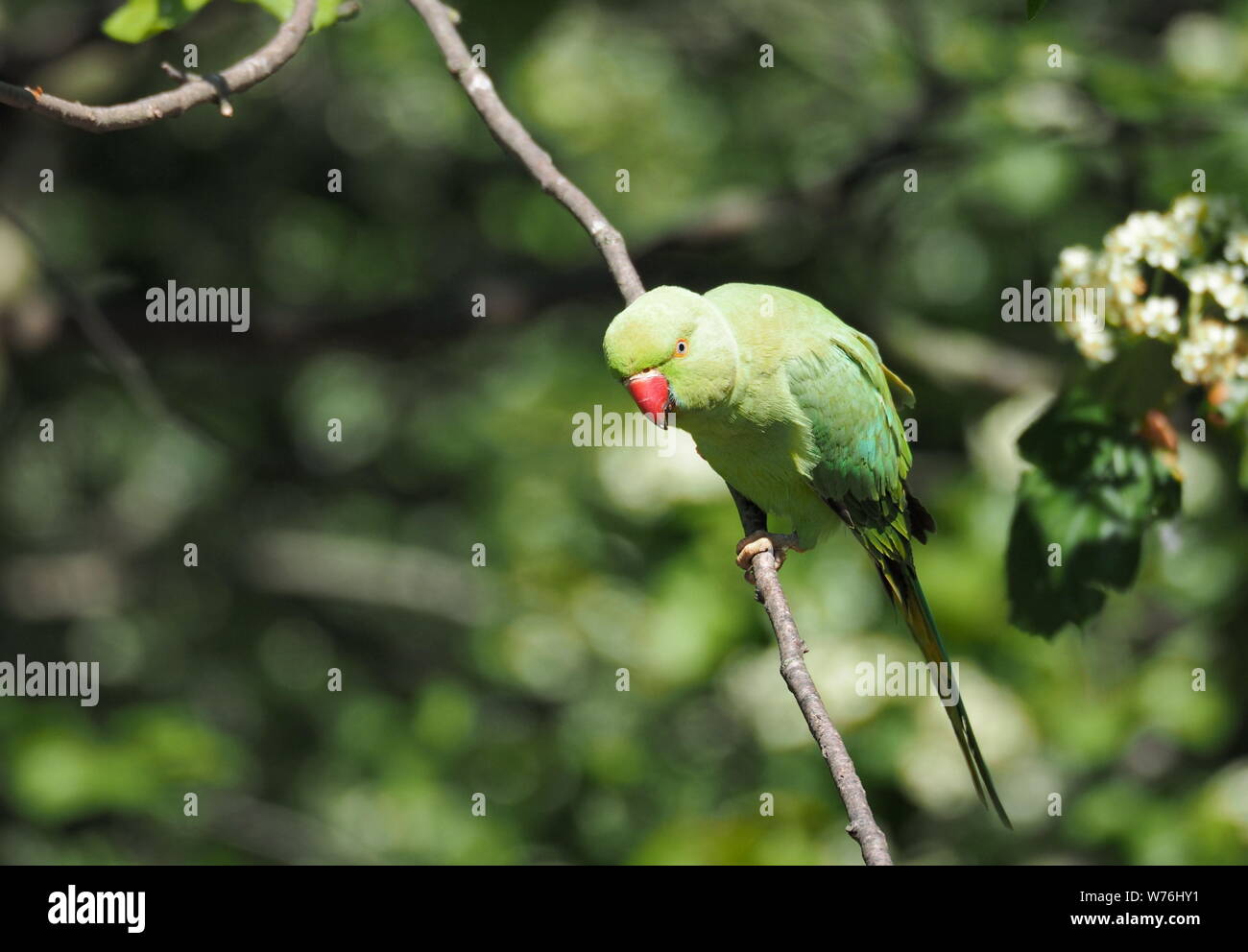 Parrot zoom hi-res stock photography and images - Alamy